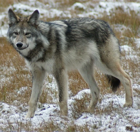 Manitou (Endora) | Great Terraforming and Rewilding Planets Wiki | Fandom