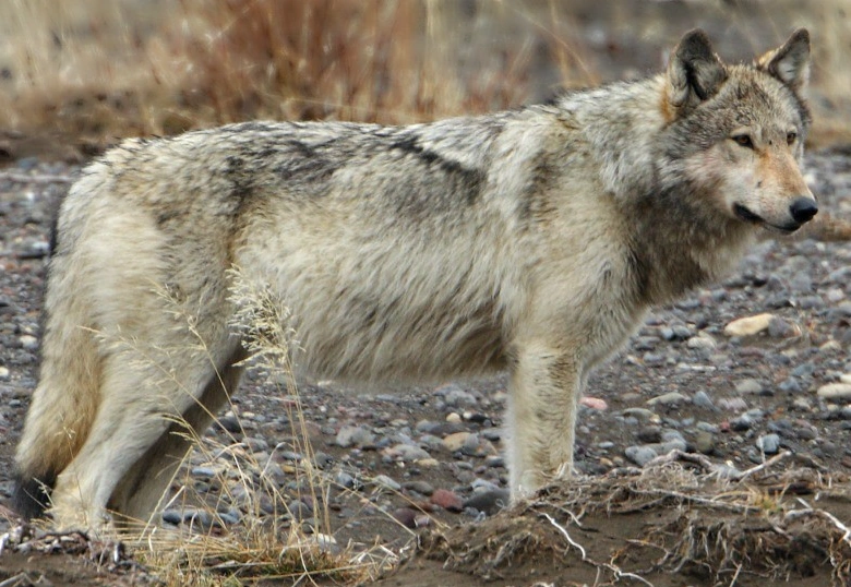 Warakin (Etheria) | Great Terraforming and Rewilding Planets Wiki | Fandom