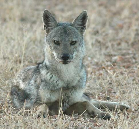 Jiao (Aglaia) | Great Terraforming and Rewilding Planets Wiki | Fandom