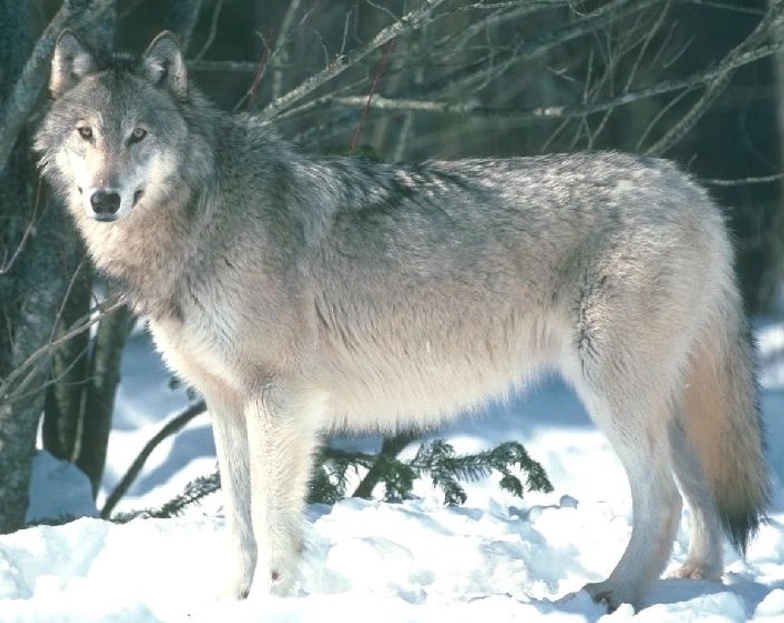 Caelupe (Telluris) | Great Terraforming and Rewilding Planets Wiki | Fandom