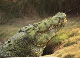 Crocodile | Greatest Apex predator Wiki | Fandom