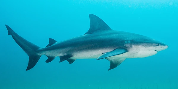 Bull Shark | Greatest Apex predator Wiki | Fandom