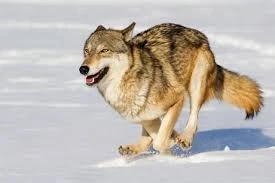 Gray wolf | Greatest Apex predator Wiki | Fandom