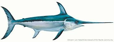 Swordfish | Greatest Apex predator Wiki | Fandom