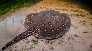 Giant Fresh water stingray | Greatest Apex predator Wiki | Fandom