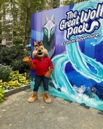 Wiley The Wolf Great Wolf Lodge Wiki Fandom