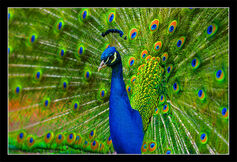 Peacock | Greek Mythology Wiki | Fandom