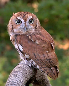 Screech Owl | Greek Mythology Wiki | Fandom