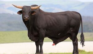 Bull | Greek Mythology Wiki | Fandom