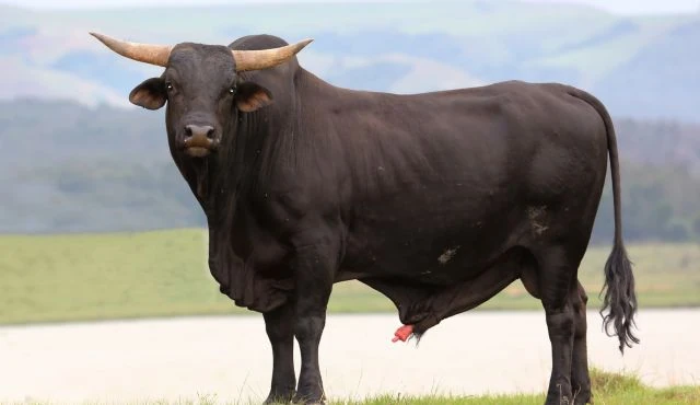 Bull | Greek Mythology Wiki | Fandom