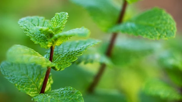 Mint | Greek Mythology Wiki | Fandom