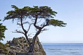 Cypress Tree | Greek Mythology Wiki | Fandom