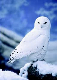 Category:Intelligence Goddesses | Greek Mythology Wiki | Fandom