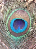 Peacock | Greek Mythology Wiki | Fandom