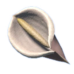 Monstera Deliciosa Flower - Official Green Hell Wiki