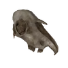 Tapir Skull - Official Green Hell Wiki
