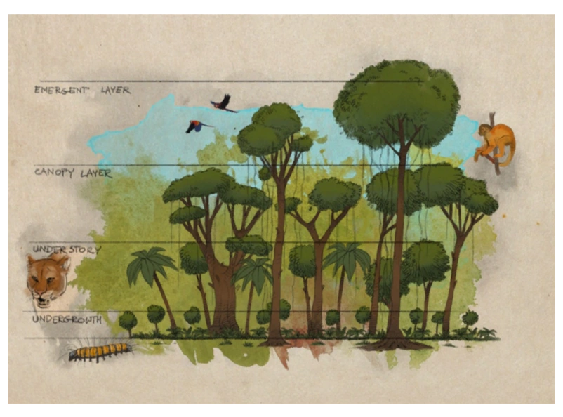 Rainforest Layers
