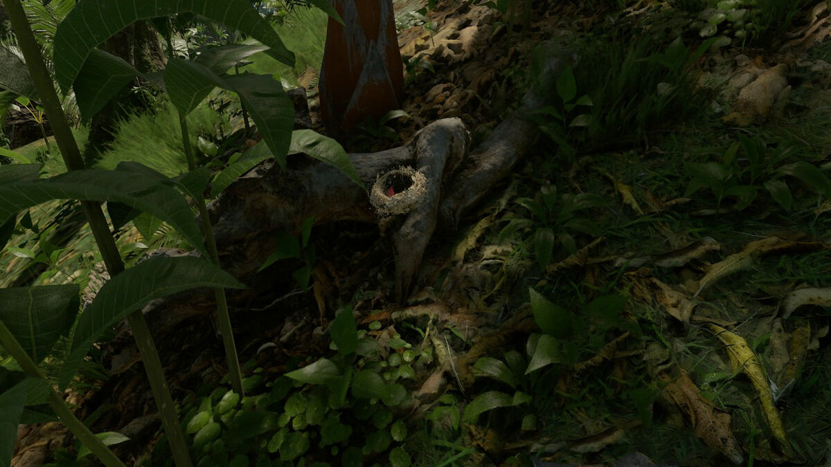 Bird Nest Official Green Hell Wiki