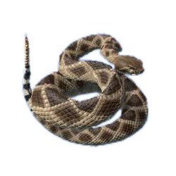 South American Rattlesnake - Official Green Hell Wiki