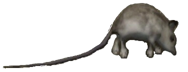 Items - Official Green Hell Wiki