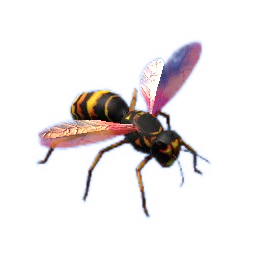 Brazilian Wasp - Official Green Hell Wiki
