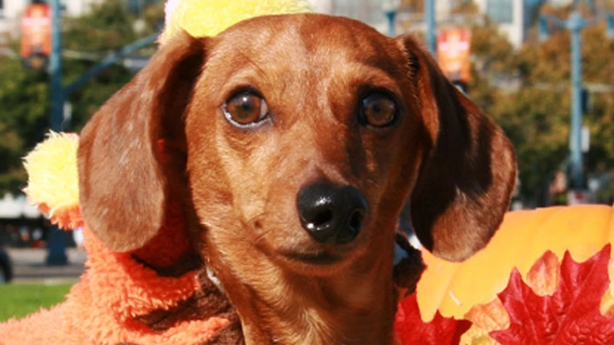 Portillo (The Wiener Dog) | Greg Millerpedia Wiki | Fandom