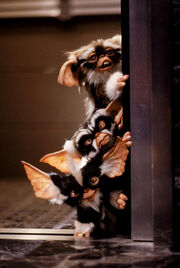 Mogwai | Gremlins Wiki | Fandom