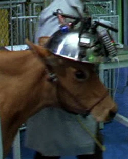 Laboratory Cow | Gremlins Wiki | Fandom