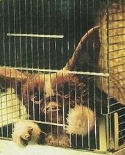 Earl | Gremlins Wiki | Fandom