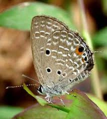 Plains Cupid | Grey-bellied Squirrel Wiki | Fandom