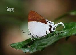 Blue Yam | Grey-bellied Squirrel Wiki | Fandom