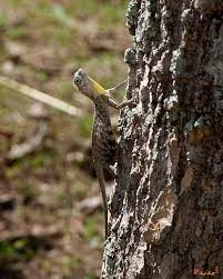 Spotted flying dragon | Grey-bellied Squirrel Wiki | Fandom