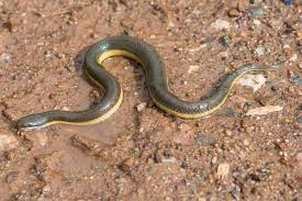 Rice Paddy Snake | Grey-bellied Squirrel Wiki | Fandom