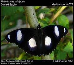 Danaid Eggfly | Grey-bellied Squirrel Wiki | Fandom