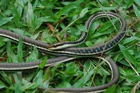 Bronze-back | Grey-bellied Squirrel Wiki | Fandom