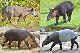 Tapir | Grey-bellied Squirrel Wiki | Fandom
