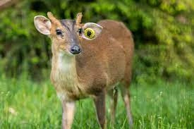 Muntjac | Grey-bellied Squirrel Wiki | Fandom