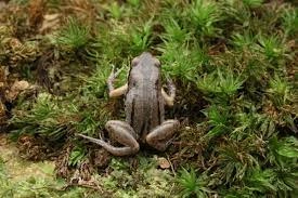 Deli Paddy Frog | Grey-bellied Squirrel Wiki | Fandom