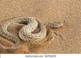 Sand snake | Grey-bellied Squirrel Wiki | Fandom