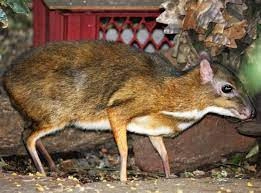Lesser mouse-deer | Grey-bellied Squirrel Wiki | Fandom