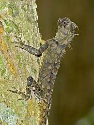 Peninsular hornedtree lizard | Grey-bellied Squirrel Wiki | Fandom