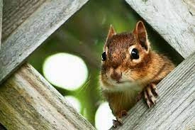 Phayre's flying squirrel | Grey-bellied Squirrel Wiki | Fandom