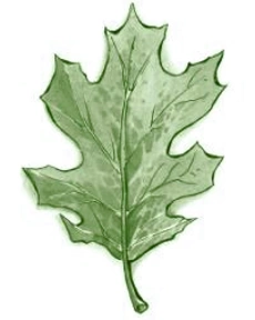 Rillifane Rallathil | Eletale Wiki | Fandom