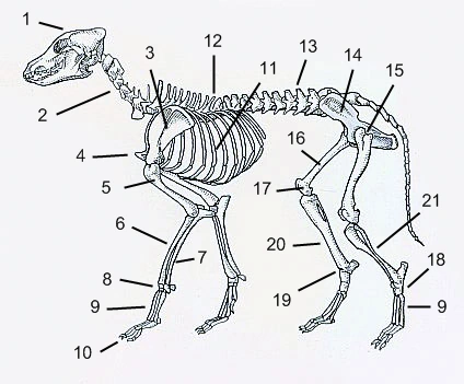Anatomy | Greyhound Wiki | Fandom