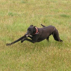 Greyhound Wiki | Fandom