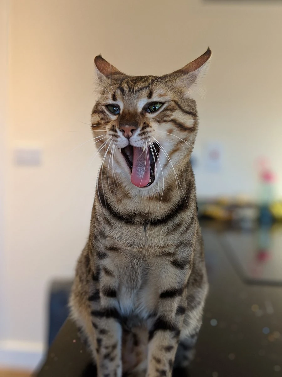 Maui | Grian Wiki | Fandom