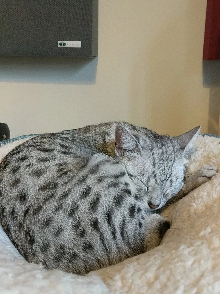 Pearl | Grian Wiki | Fandom