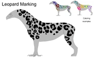 Leopard Spots | Griffin's Destiny Wiki | Fandom