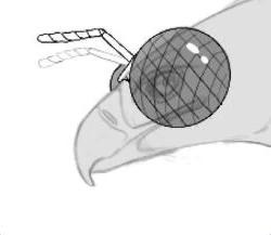 Bug Eye Mask | Griffin's Destiny Wiki | Fandom