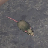 Rat | Grim Soul: Dark Fantasy Survival Wiki | Fandom